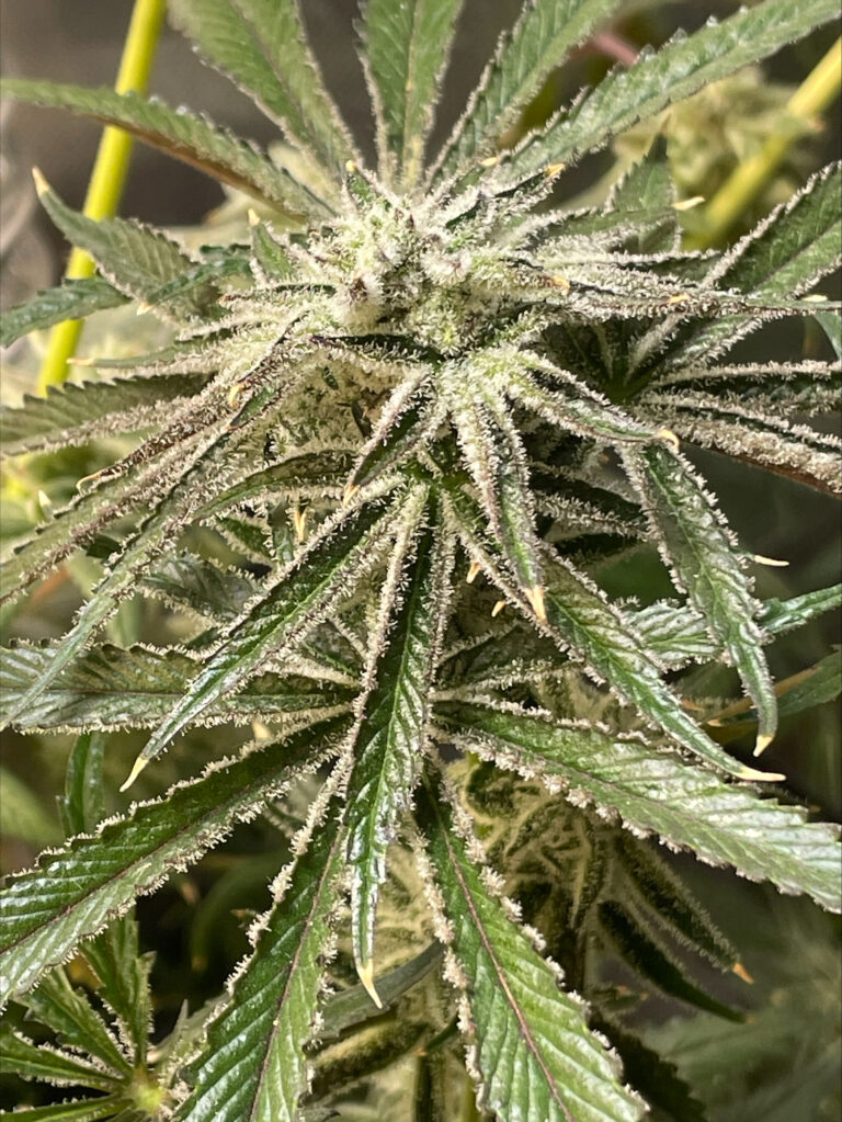 Chimera #3 S1 Seeds – HLVD tested Seeds – grandpa grower Seed Bank